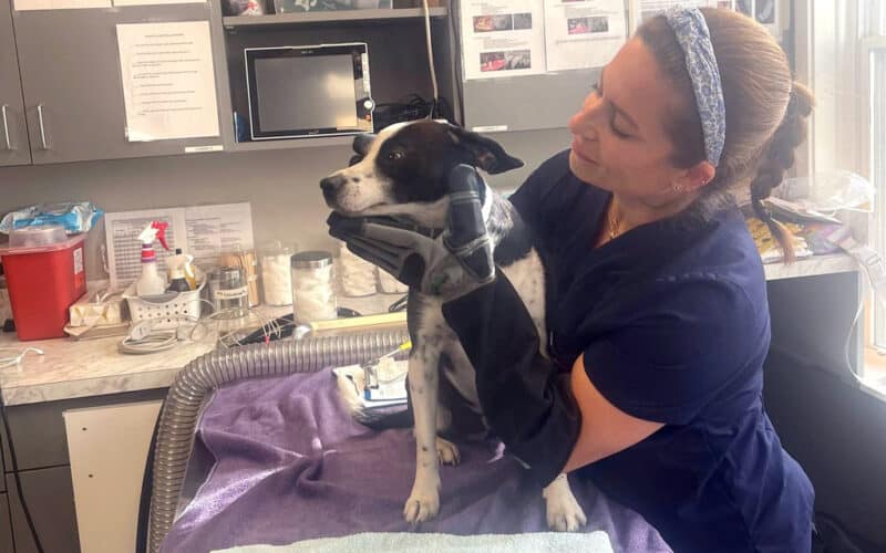 For Veterinarians | The ArmOR Hand Gloves® by Laura Catena DVM